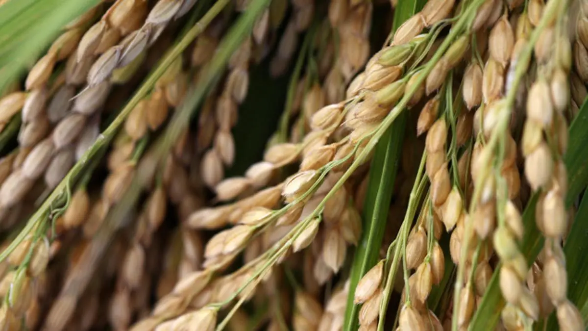 Bulk buying keeps bullish trend intact in rice - The HinduBusinessLine