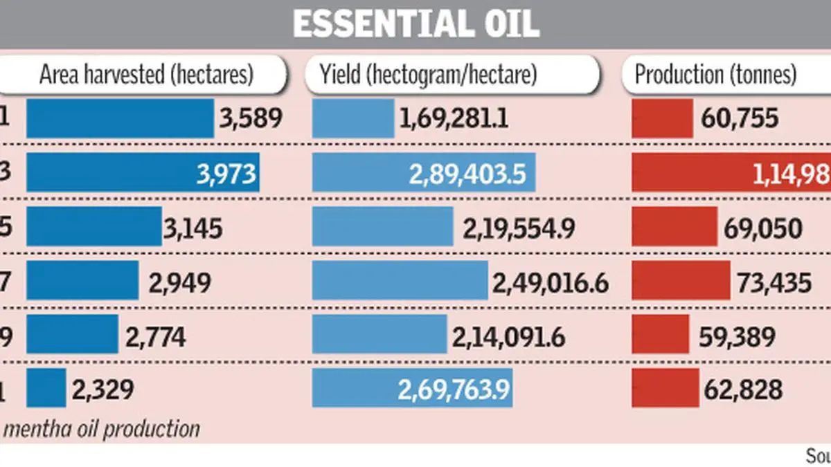 Mentha oil prices likely to recover by year end The Hindu BusinessLine