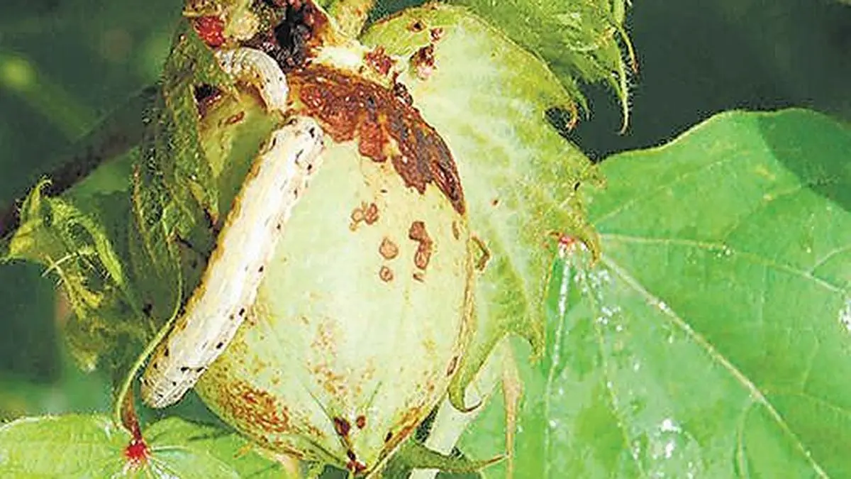 Wily pink bollworm survives Monsanto’s Bollgard-II - The HinduBusinessLine