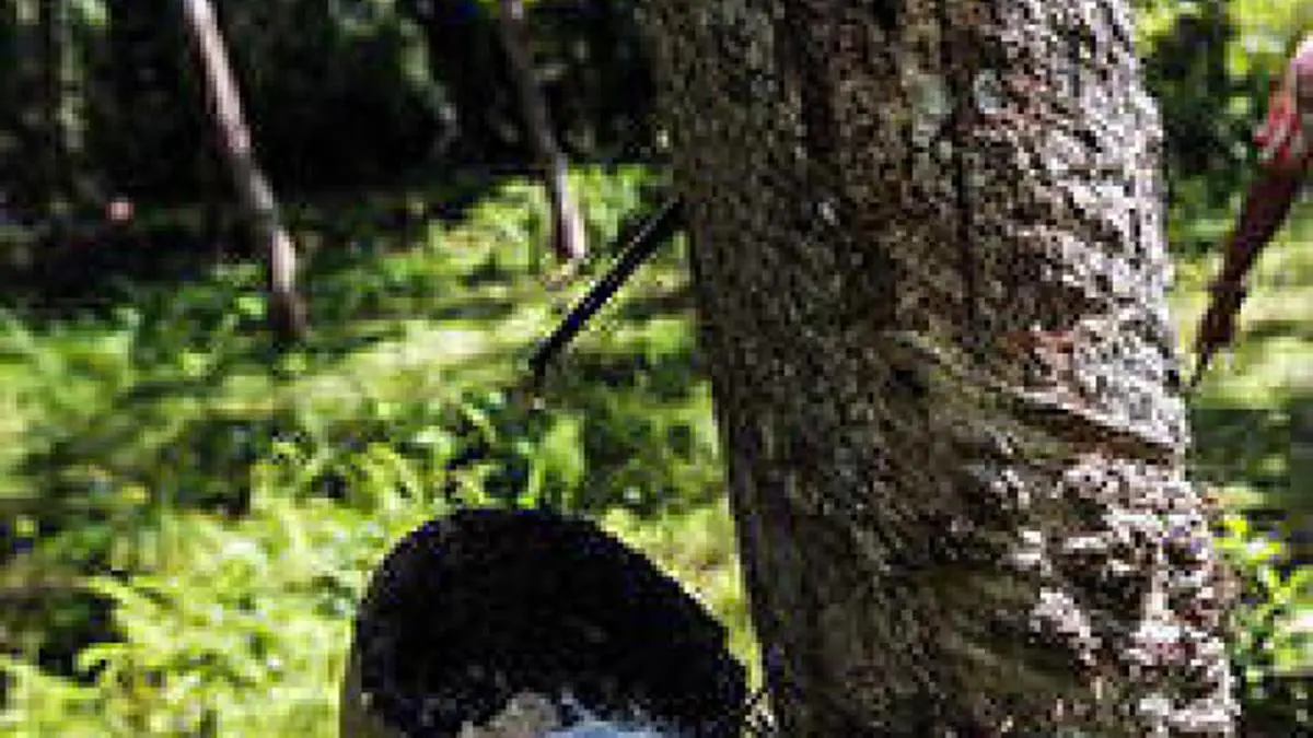 Spot rubber stays unchanged - The HinduBusinessLine