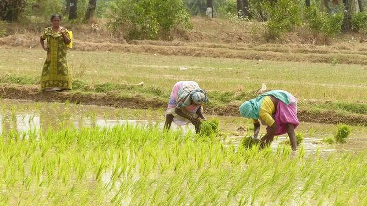TN govt steps in to aid distressed farmers - The HinduBusinessLine