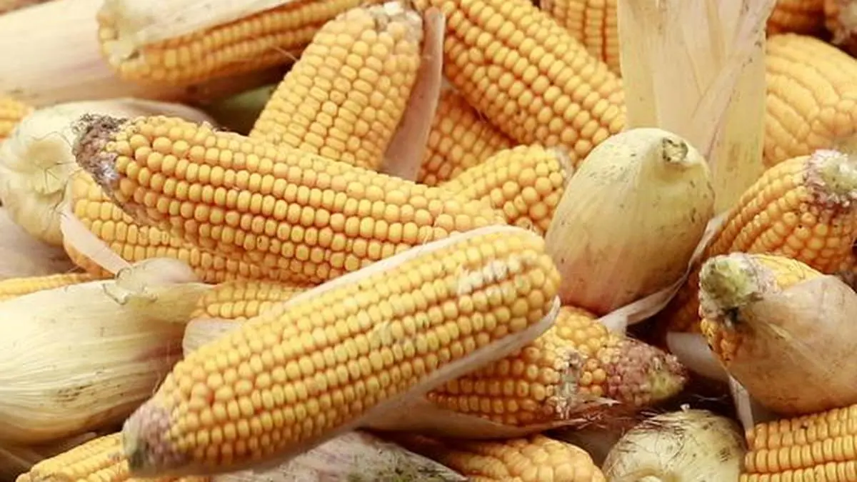 Corteva Agriscience Agriculture launches new corn seed brand - The ...