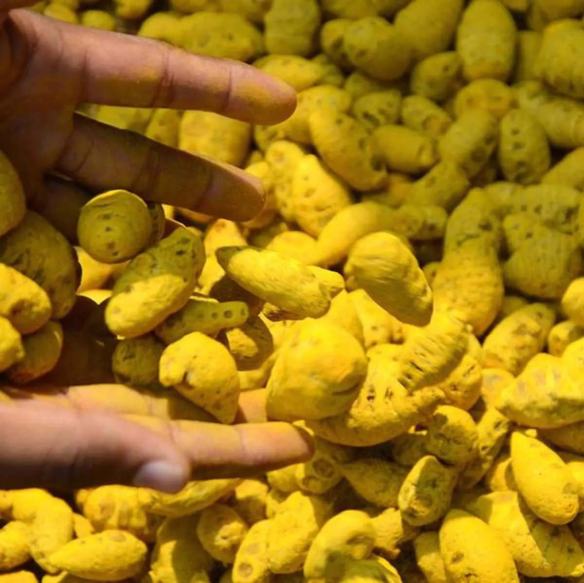 Turmeric prices on the rise - The Hindu BusinessLine