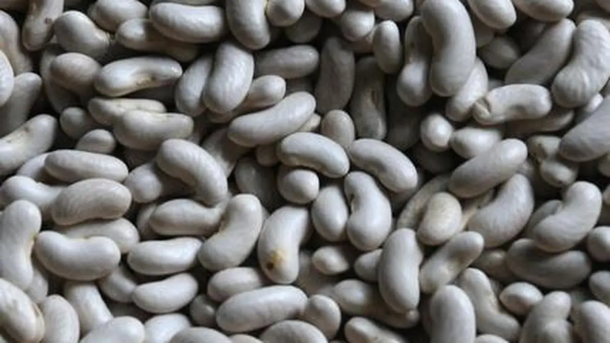 Renewed buying boosts pulses - The HinduBusinessLine