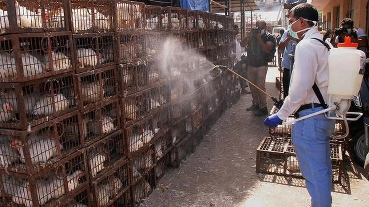 Bacteria getting resistant to antibiotics in poultry farms - The ...