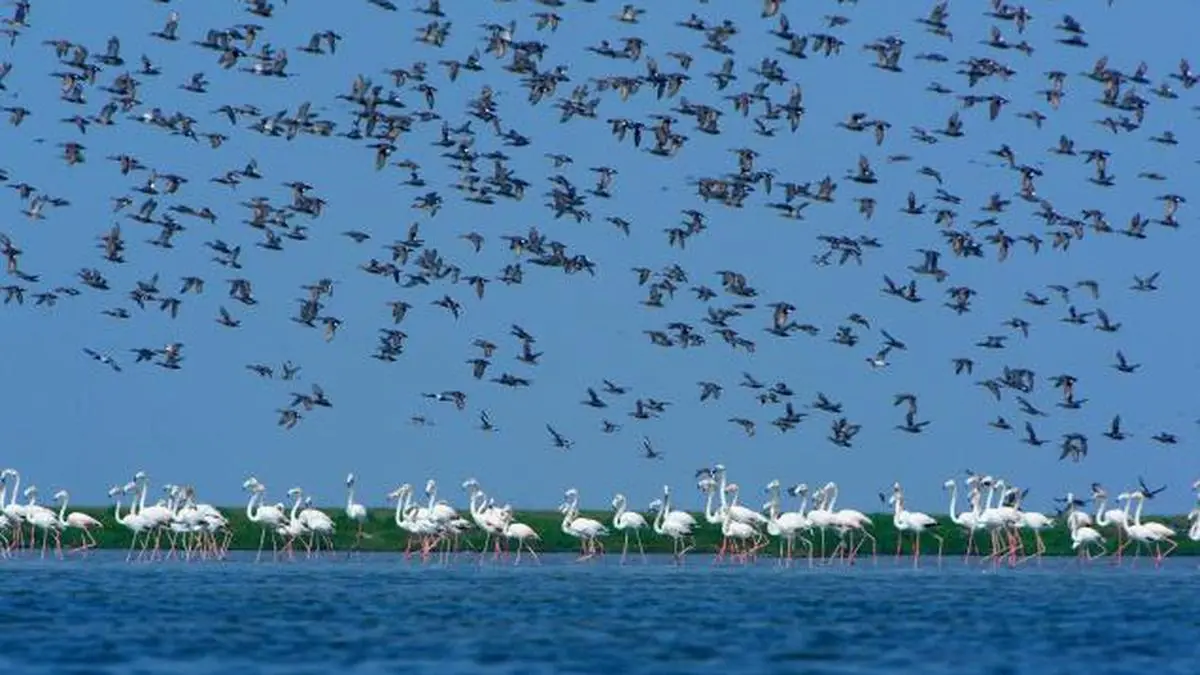 Chilika bird population surges - The HinduBusinessLine