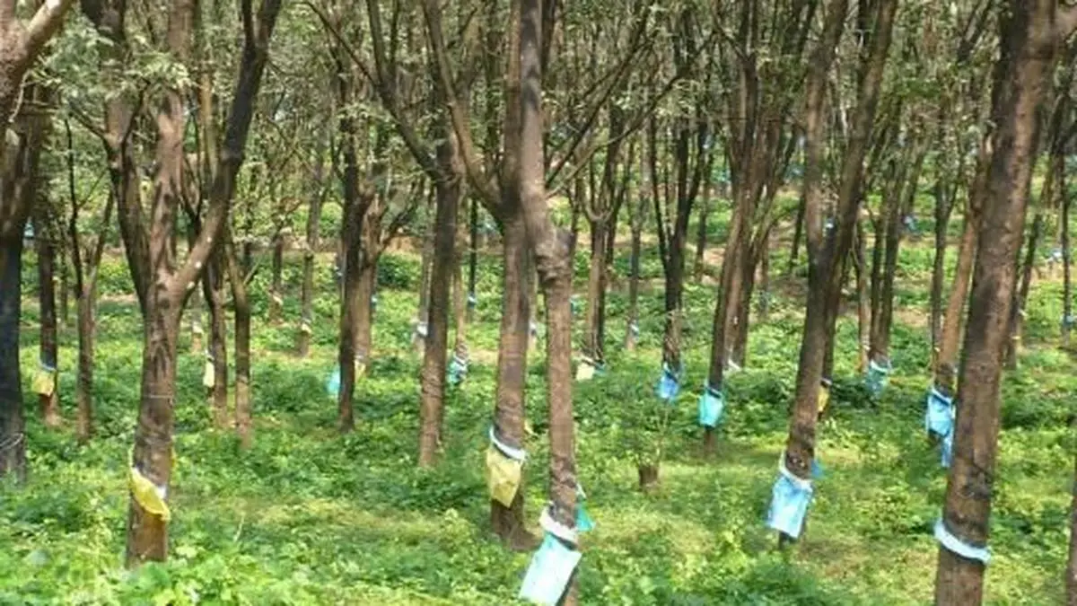 Spot rubber stays flat - The HinduBusinessLine