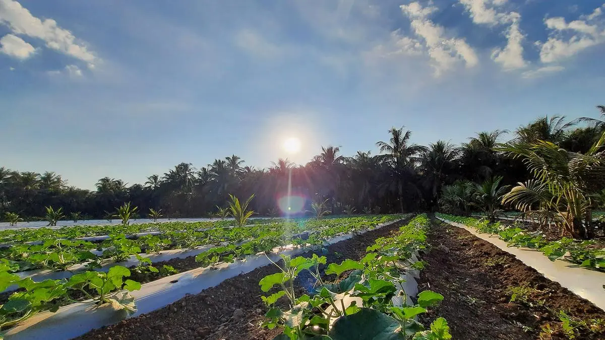 GROWiT, Baramati KVK tie up for protective farming - The HinduBusinessLine