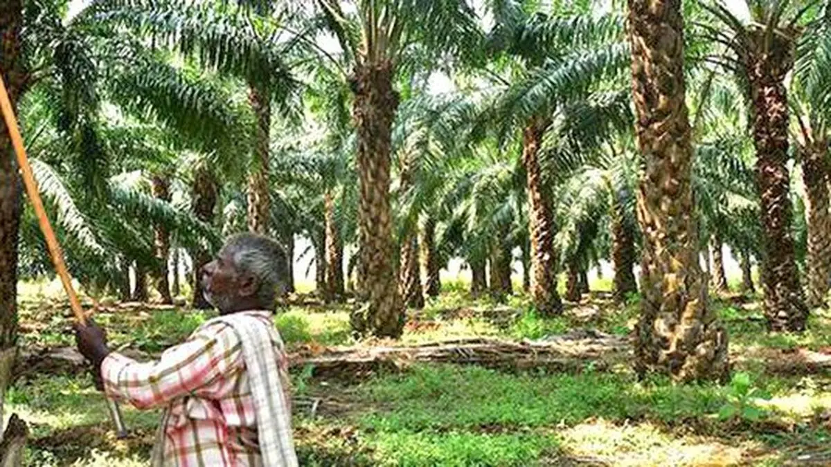 3F Oil Palm setting up ₹250-cr integrated processing complex in AP ...