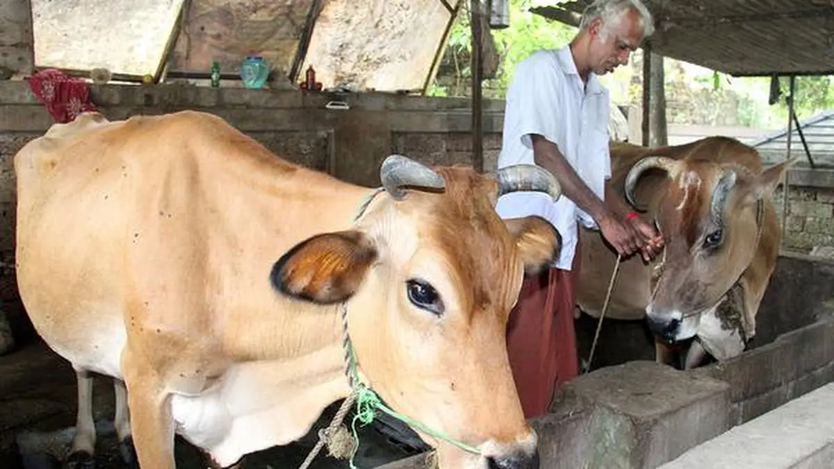 Farmery launches fresh A2 cow milk in glass bottles - The HinduBusinessLine