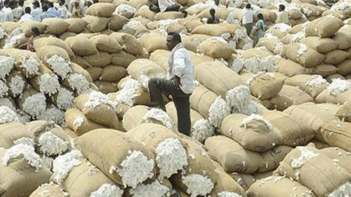 CCI procures ₹900 crore worth cotton via MSP operations - The ...