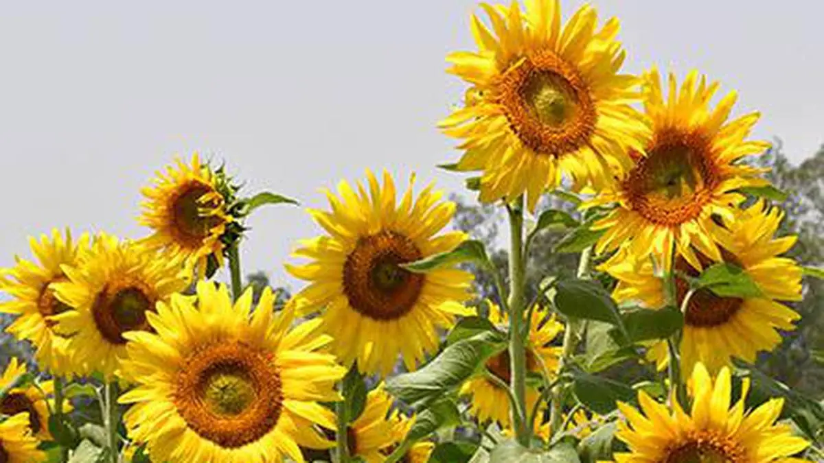 Sunflower Area Falls 64 On Deficient Rains Farmers Shift To Other Lucrative Crops The Hindu