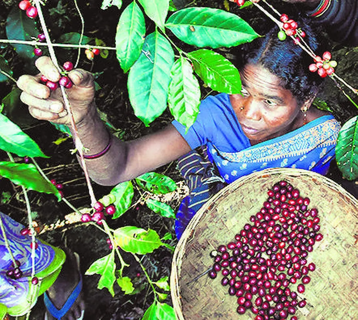 Coffee production may be 10-15% lower than initial estimates - The ...