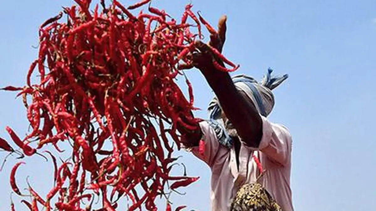 Cyclone Michaung may shrink India’s 2023-24 red chilli crop - The ...