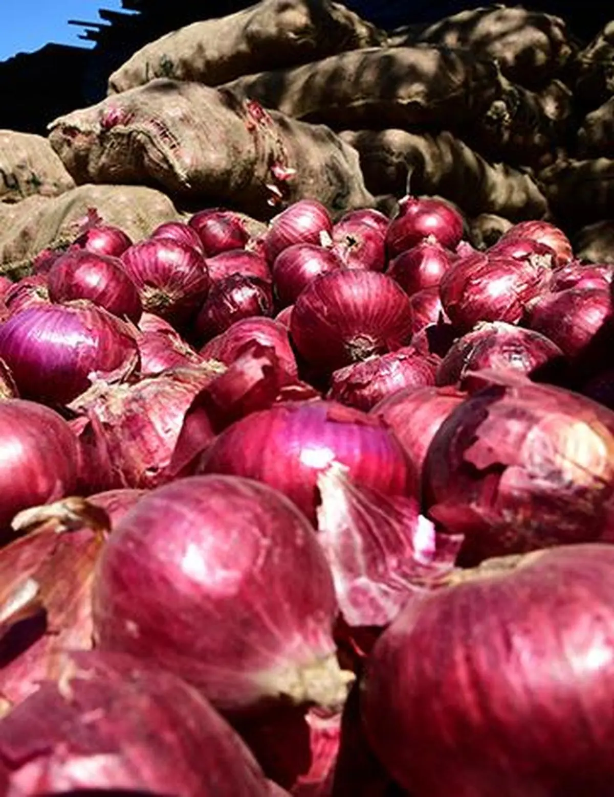 Centre to allot ₹50 cr to create onion storage facilities in Maharashtra - The Hindu BusinessLine